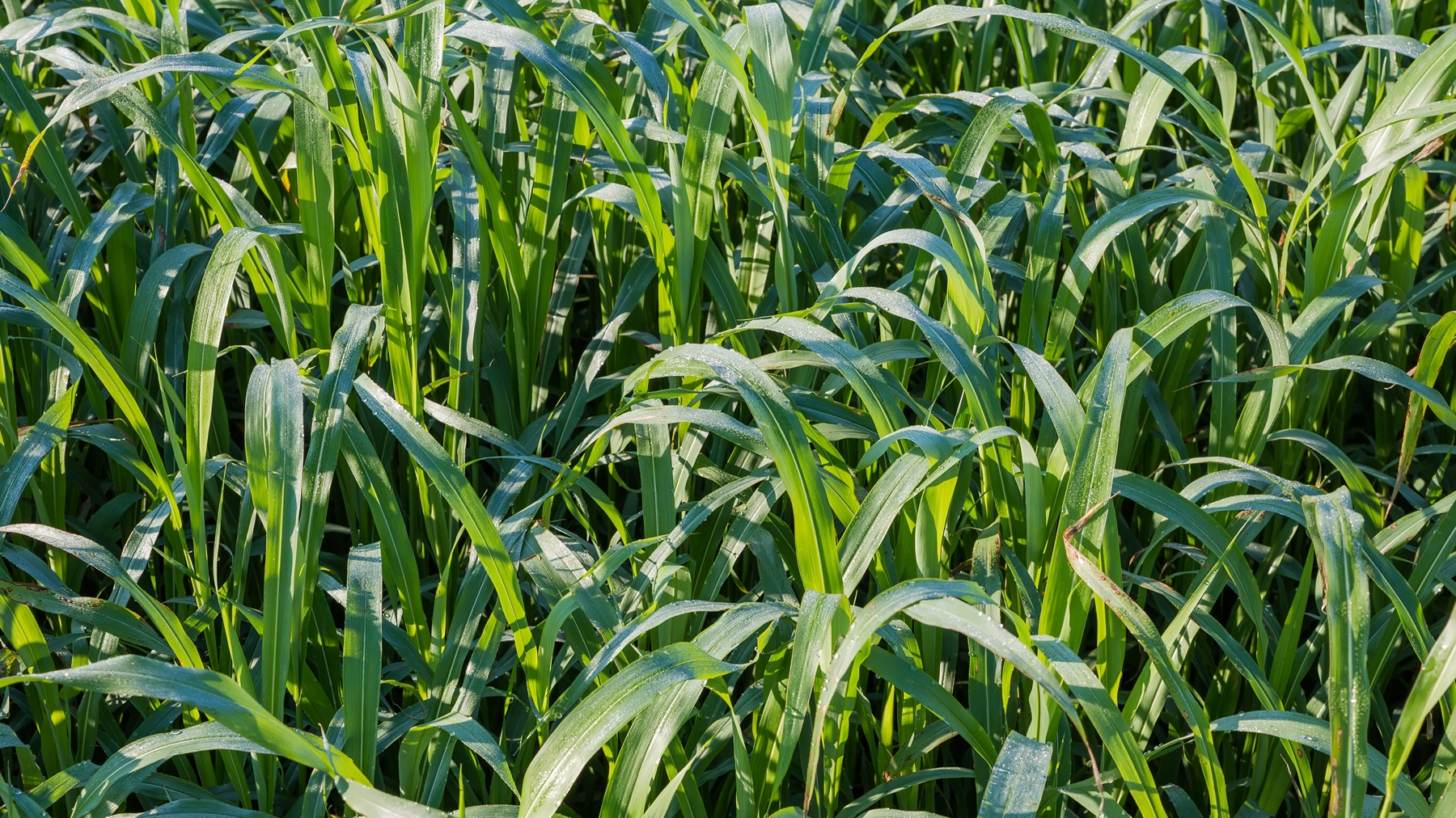 Need a high-yielding annual grass for grazing? Try sorghum-sudangrass