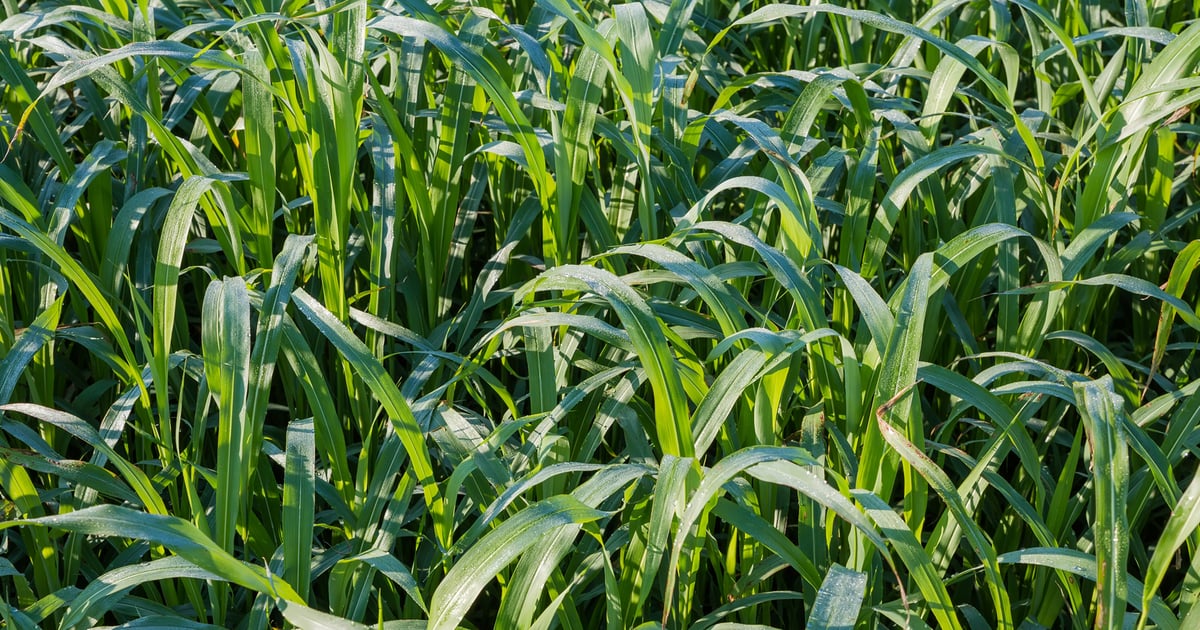 Need a high-yielding annual grass for grazing? Try sorghum-sudangrass