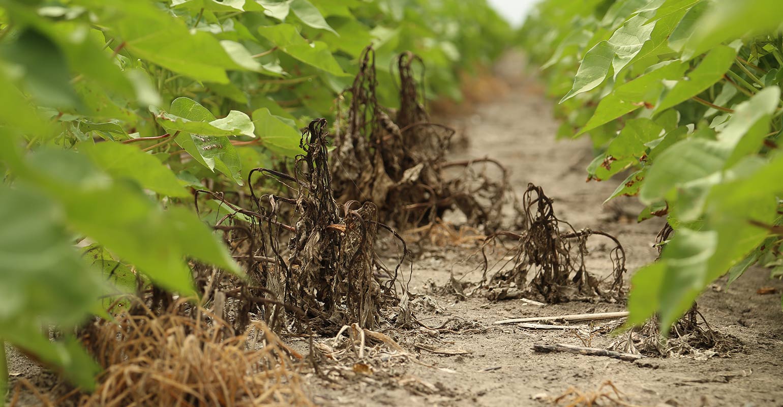 Stopping weeds with flexible Enlist weed control system