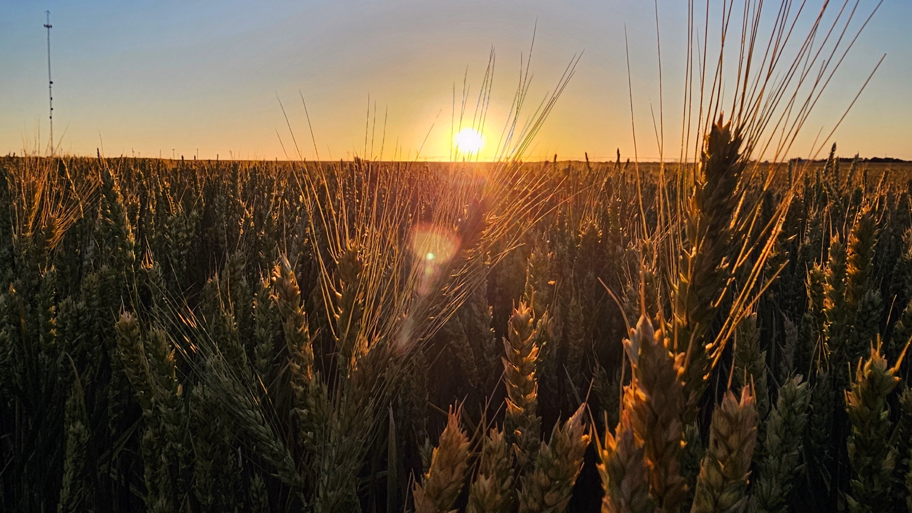 Texas wheat harvest yields mixed results