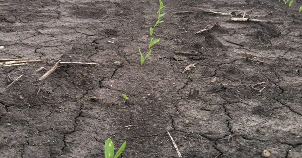 Corn replanting and herbicide considerations
