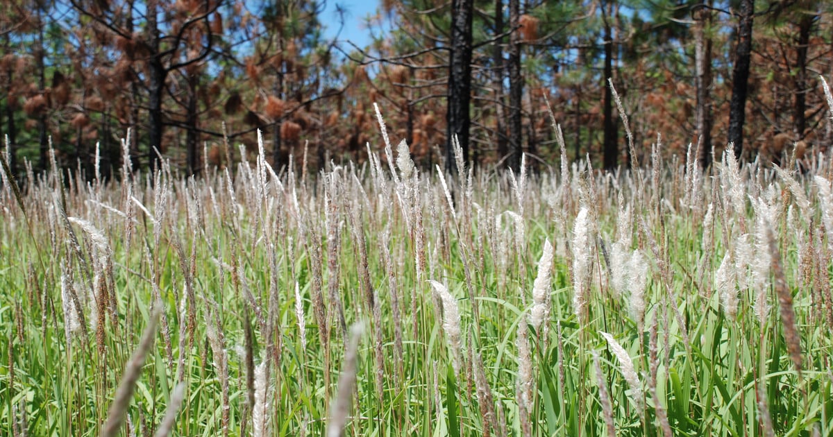 New study shows progress towards eradicating cogongrass infestations