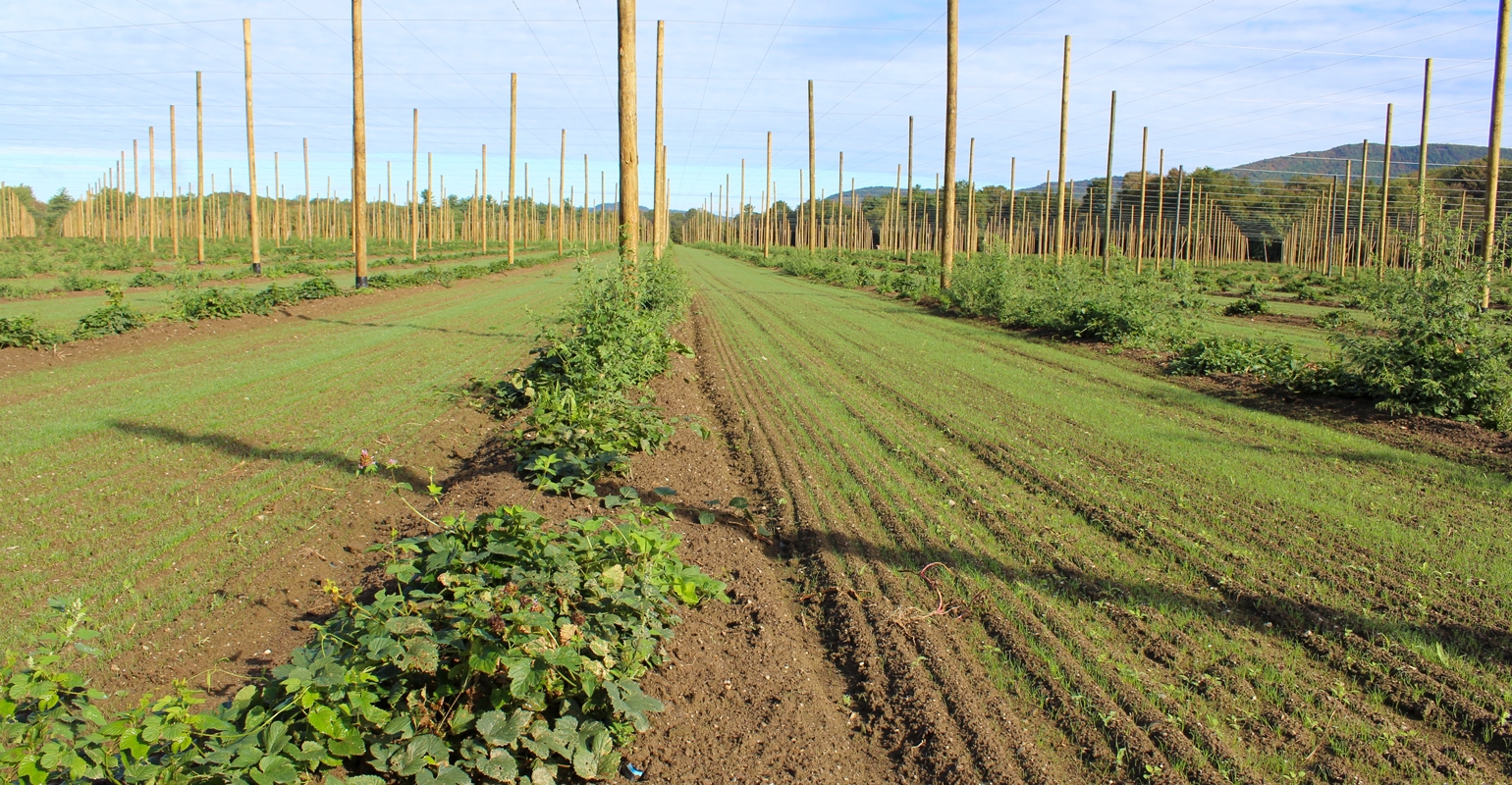 Vermont grower ‘hops’ to it on former dairy farm