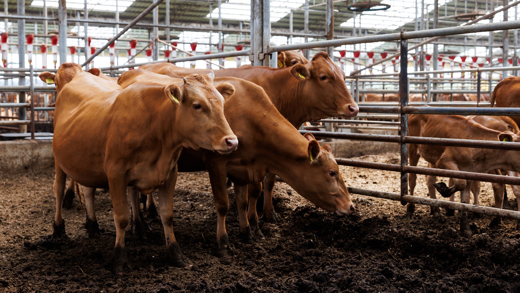 Global meat prices extend rally to record on beef