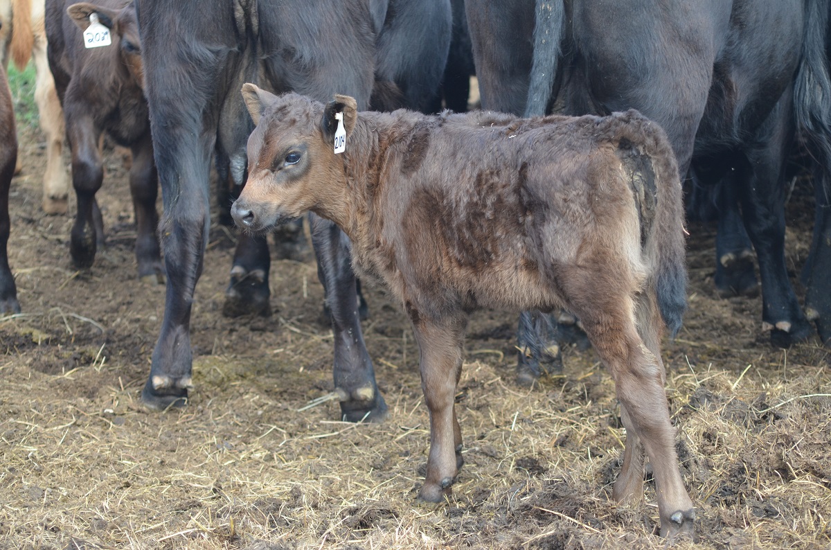 Things you need to know about oral electrolytes for calves