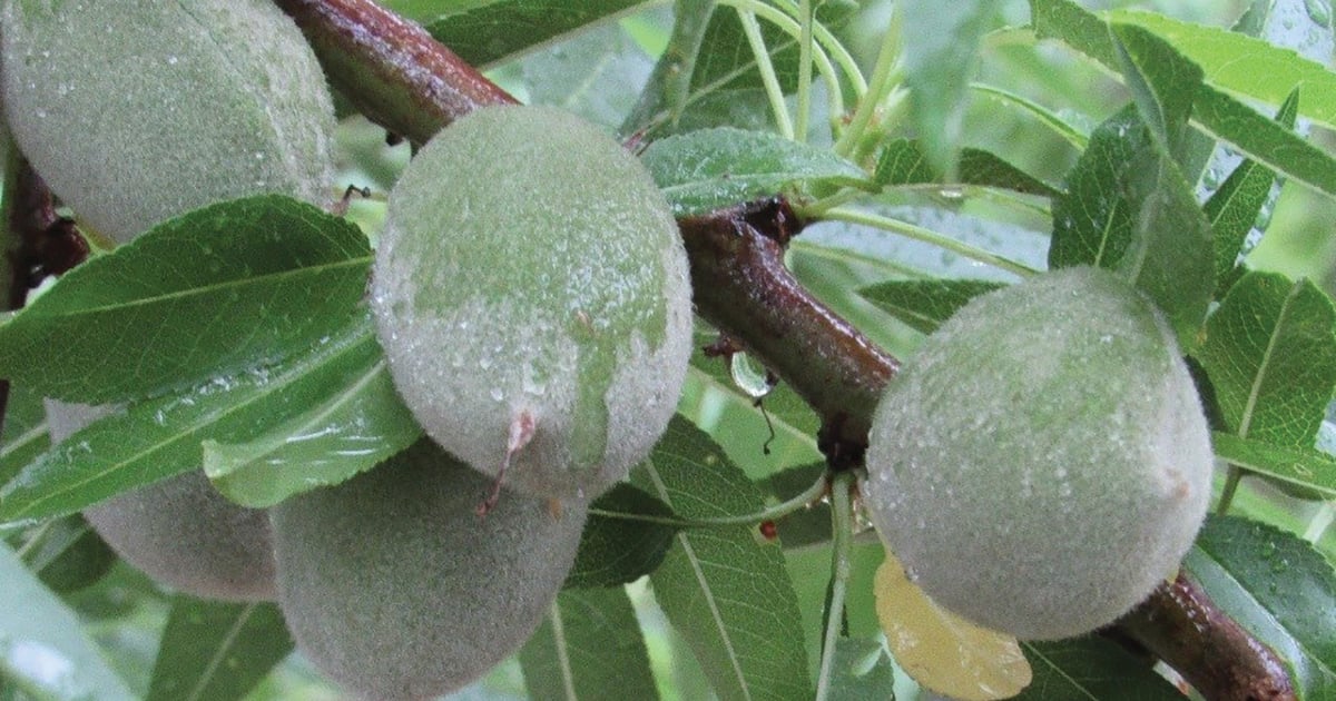 Tips on postharvest nut crop nutrition