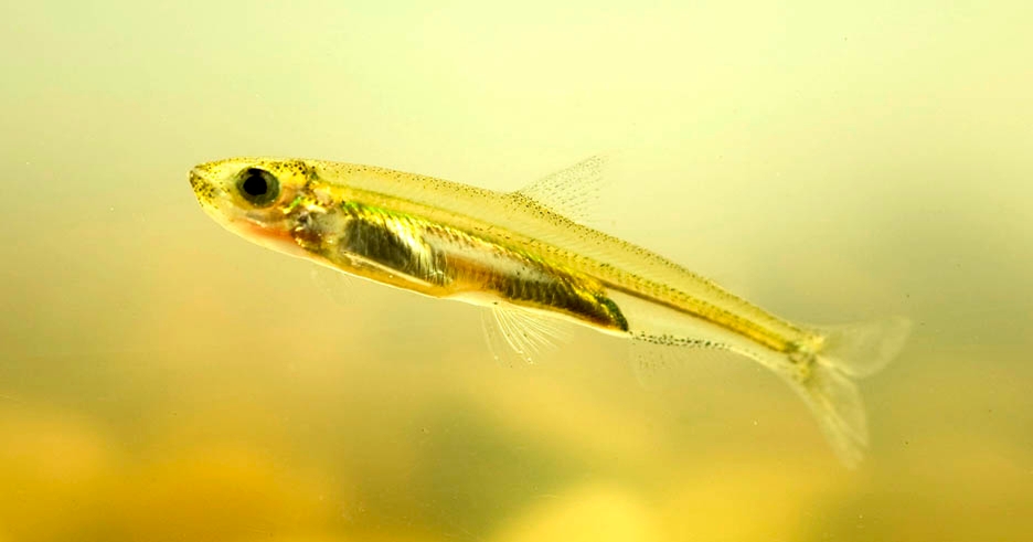 Californians lose 800,000 acre-feet of water to 305 minnows | Farm Progress