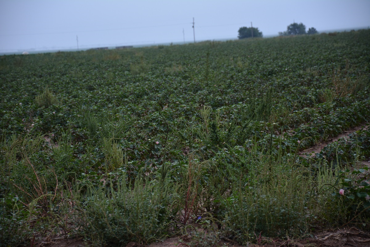 The Enlist weed control system facilitates multiple herbicide modes o