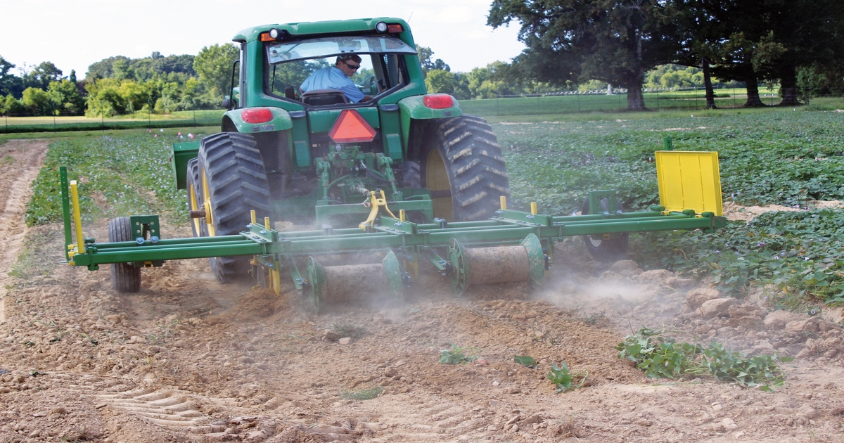 Undercutter tool may improve sweet potato harvest, quality