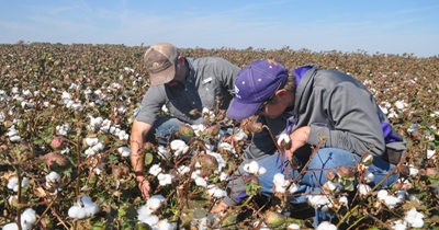Cover crop seed salesman has passion for soil health