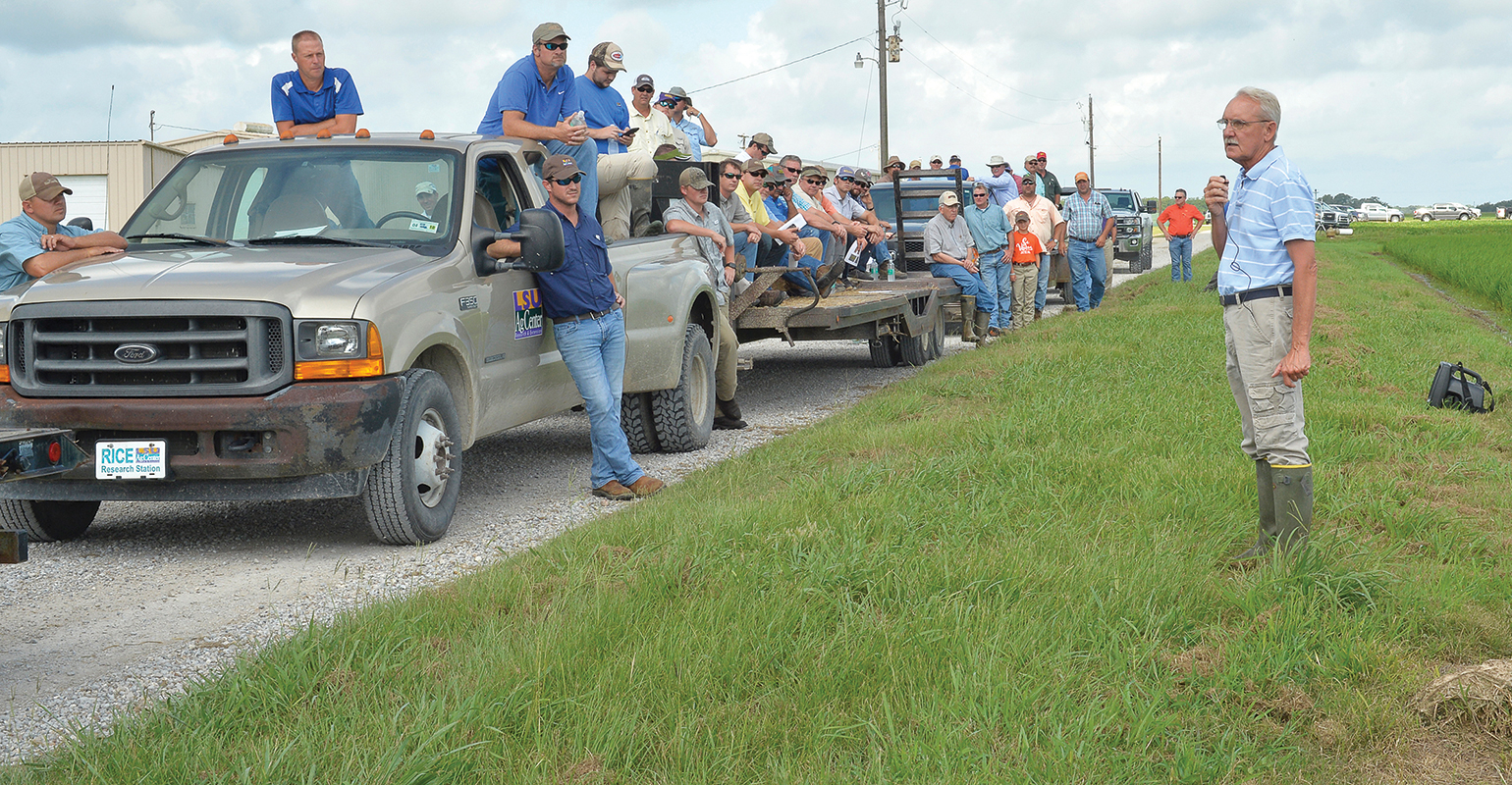 Louisiana rice farmers should scout fields amid rainy summer weather
