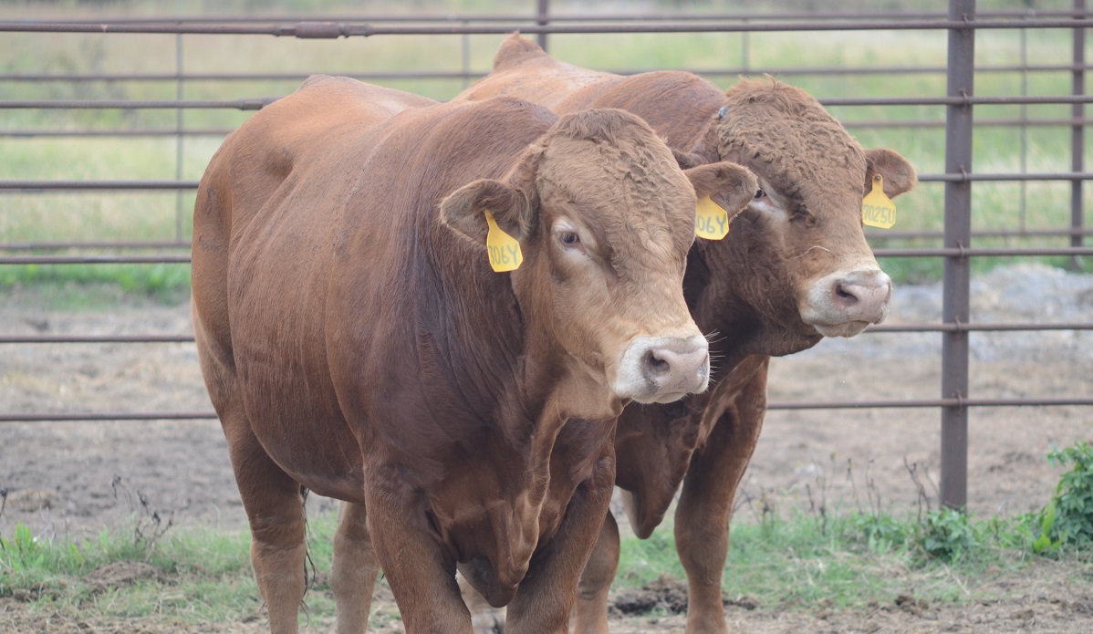 How to do EPD accurate sire selection