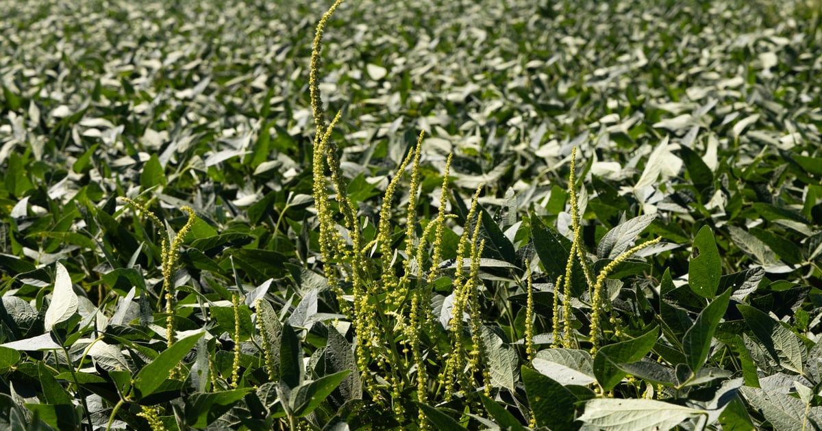 More herbicide-resistant waterhemp surfaces