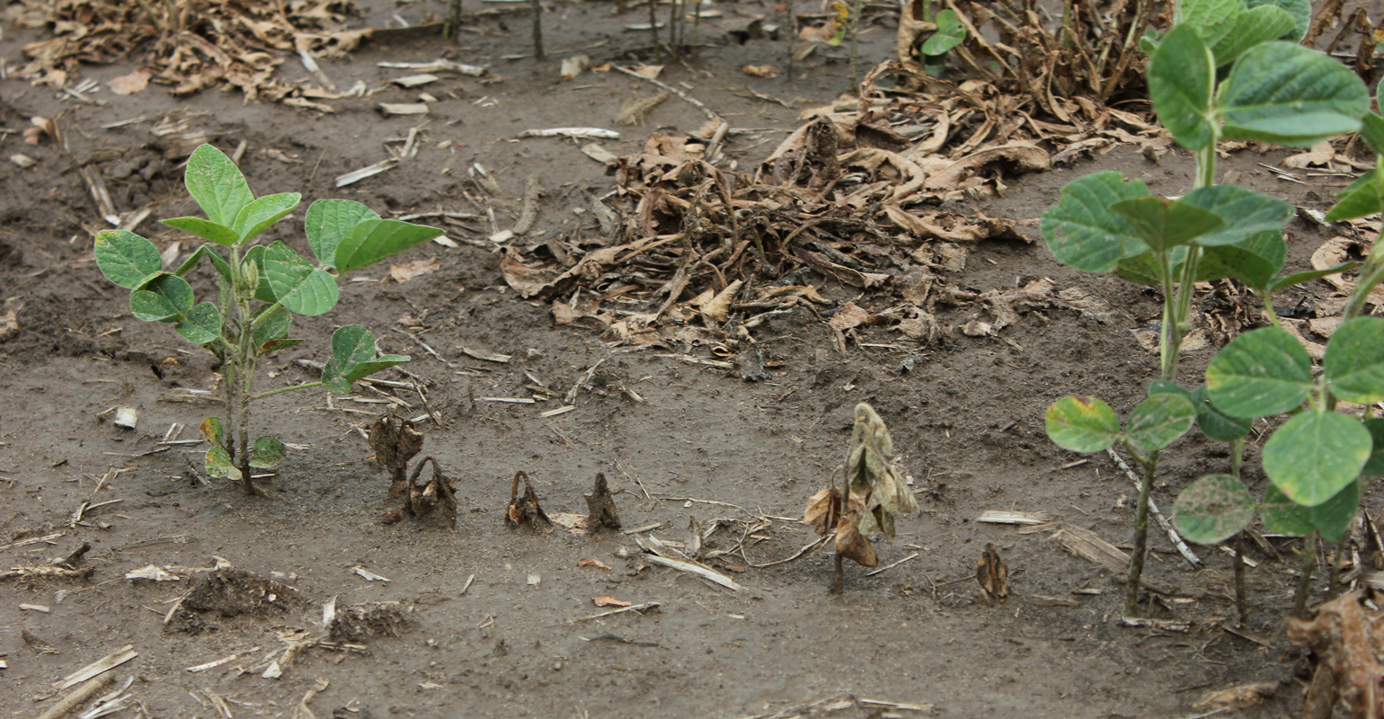 Rains bring root rot to Missouri corn, soybean fields