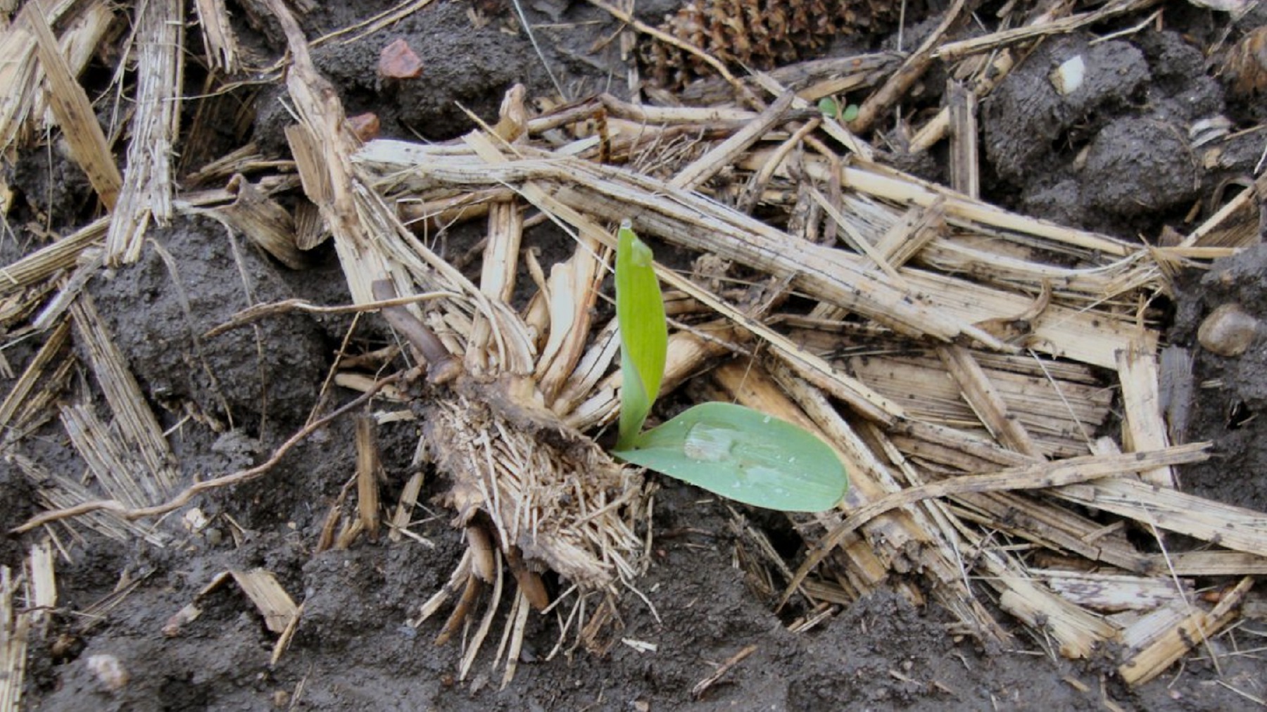 Thinking corn on corn? Consider these management decisions