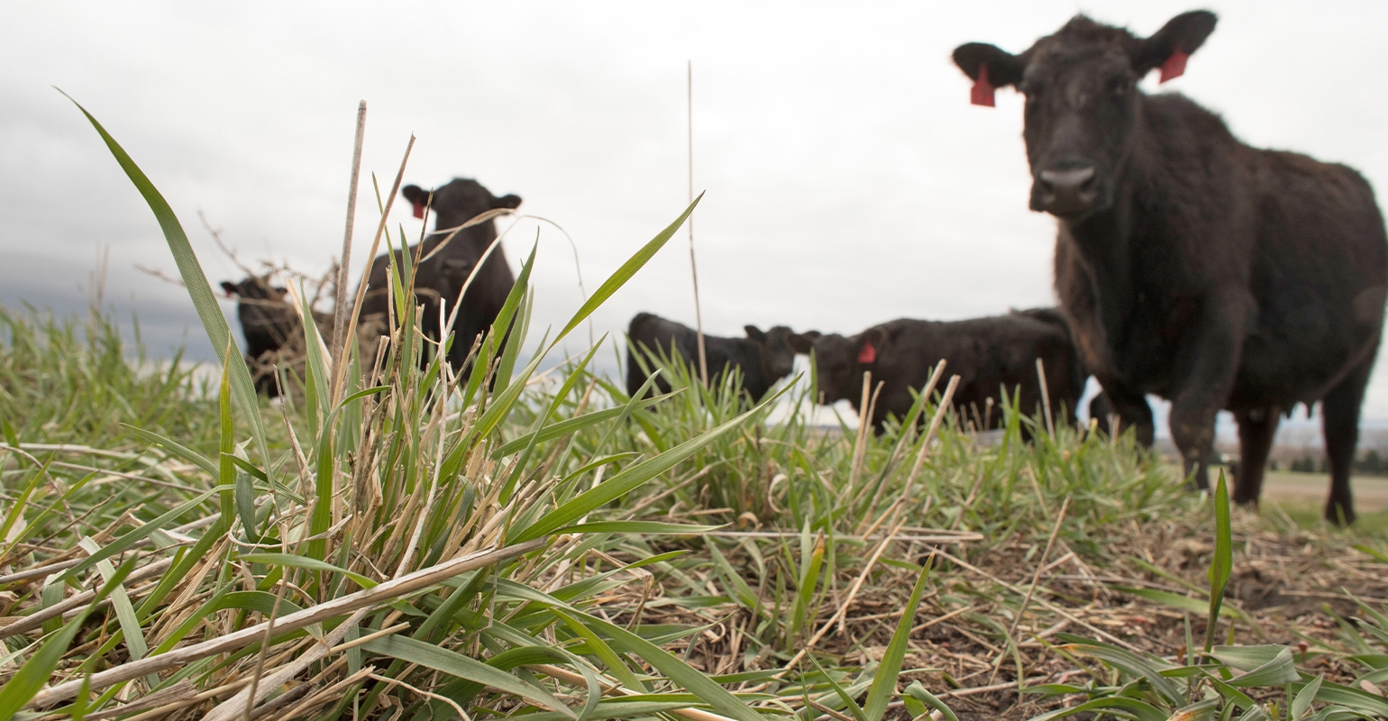 Cover crop, grazing tour set for July 23 at Menoken Farms