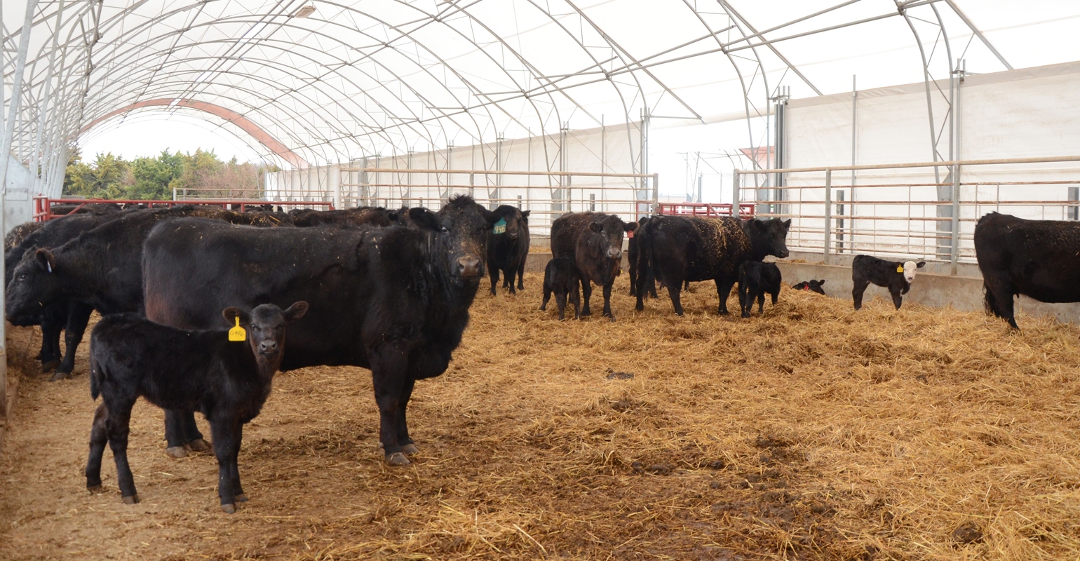 Looking at confinement options for production cows