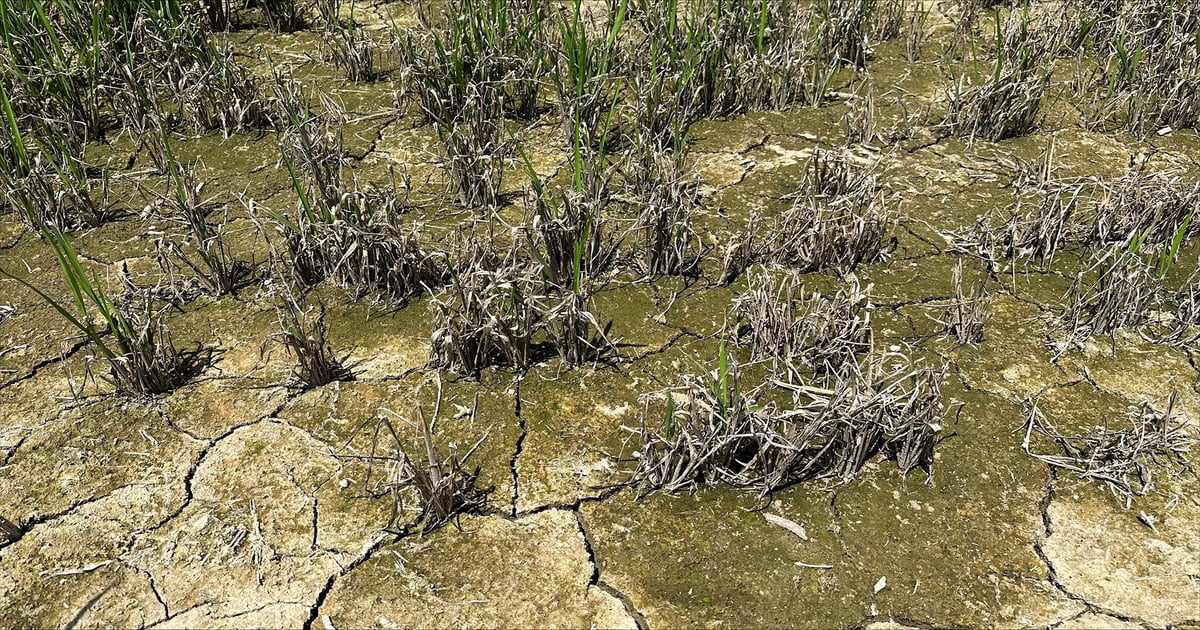 Lightning strikes damage rice