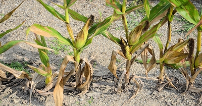 See just how bad corn plants want to grow and reproduce!