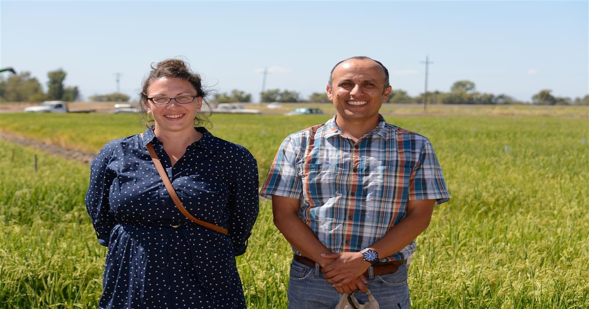 Weedy red rice shows up in California again