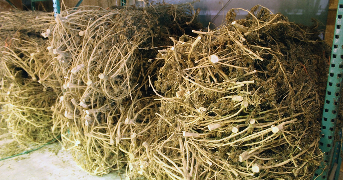 Industrial hemp farming expanding