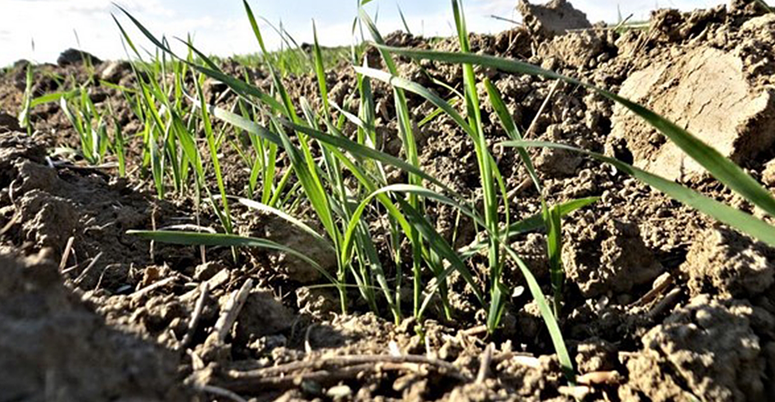 6 steps to get spring wheat off to a strong start