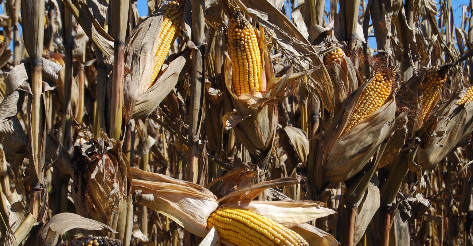 Identify ear mold, mycotoxin problems in corn