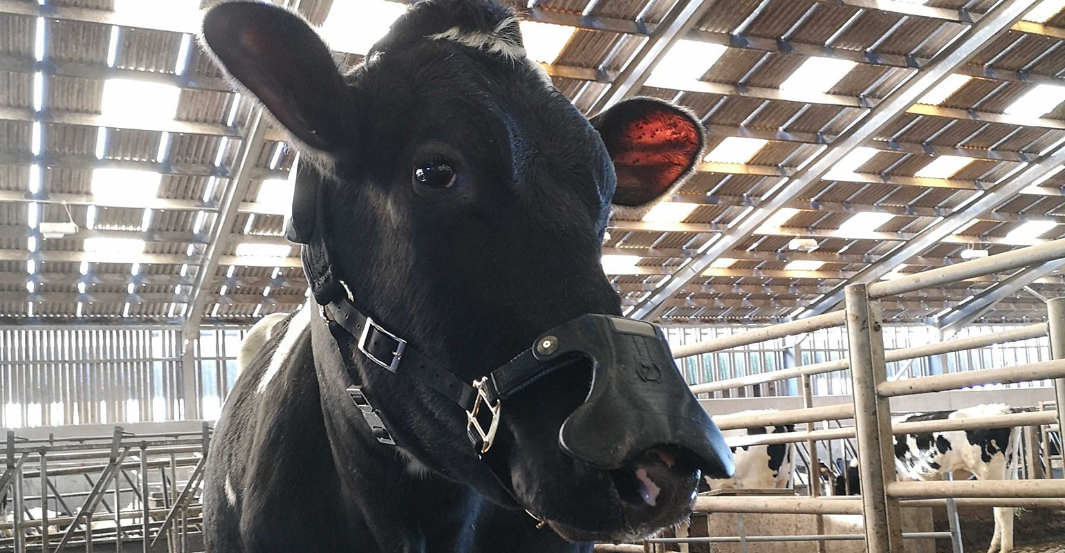 Cow masks cut burp emissions