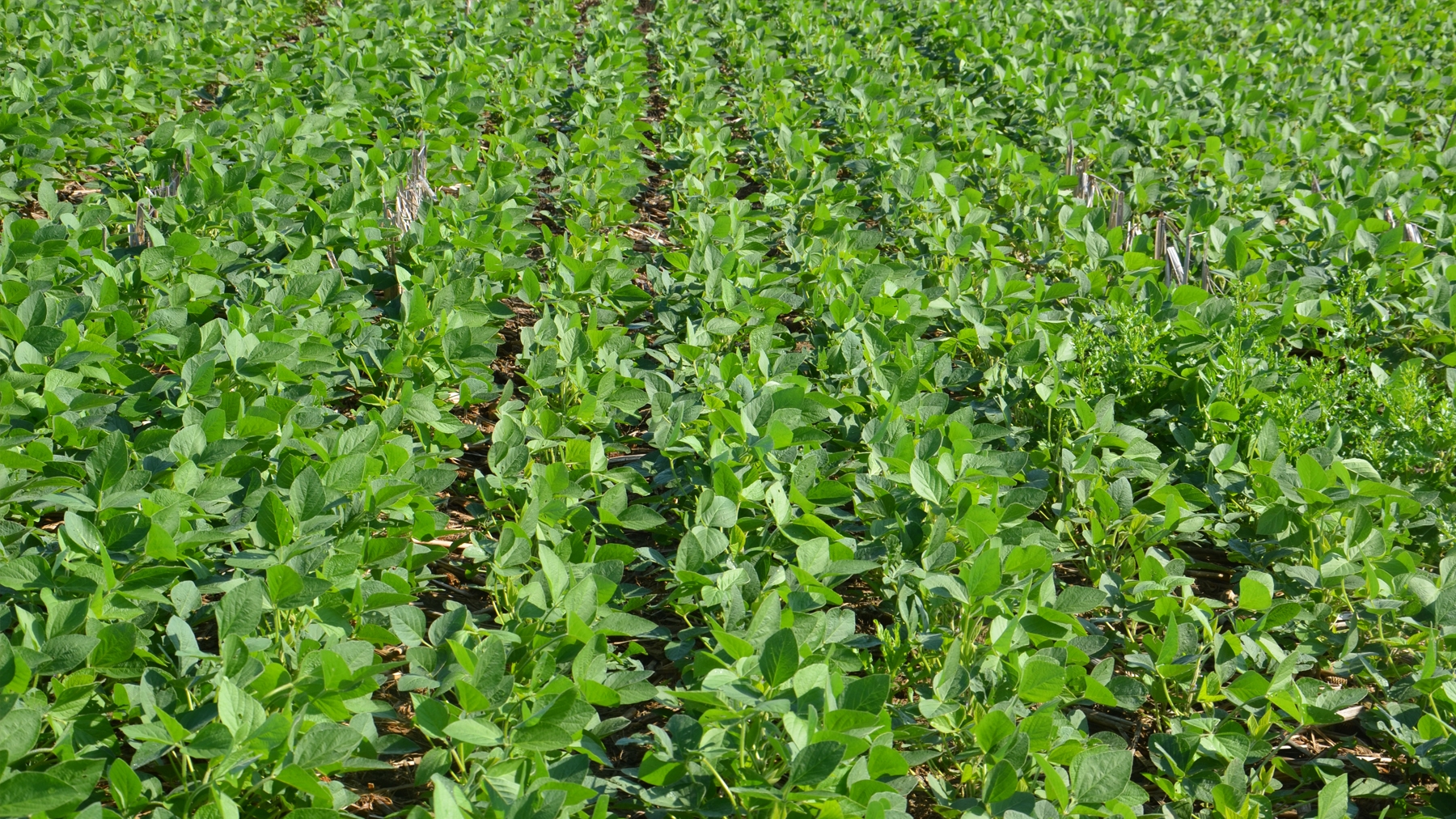 BW Fusion relaunches as crop nutrition company