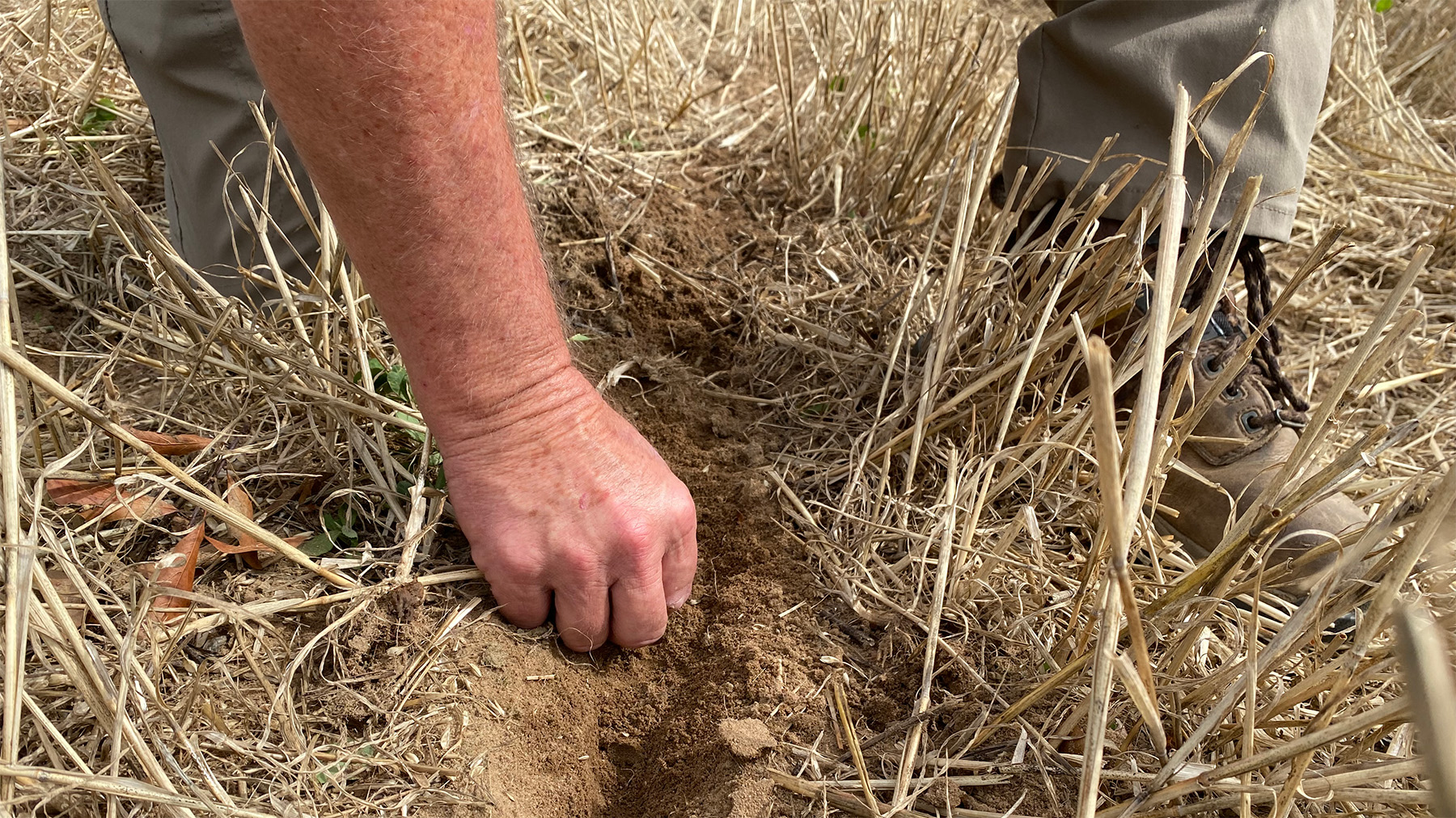 Growing food without pesticides?