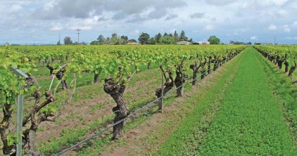 Grapevine canker disease impacts California vineyards | Farm Progress