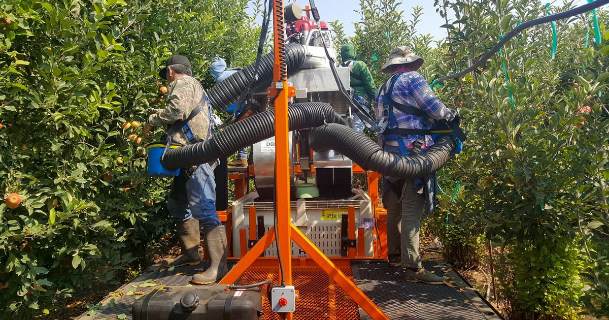 Mechanizing apple harvest with high-tech vacuums