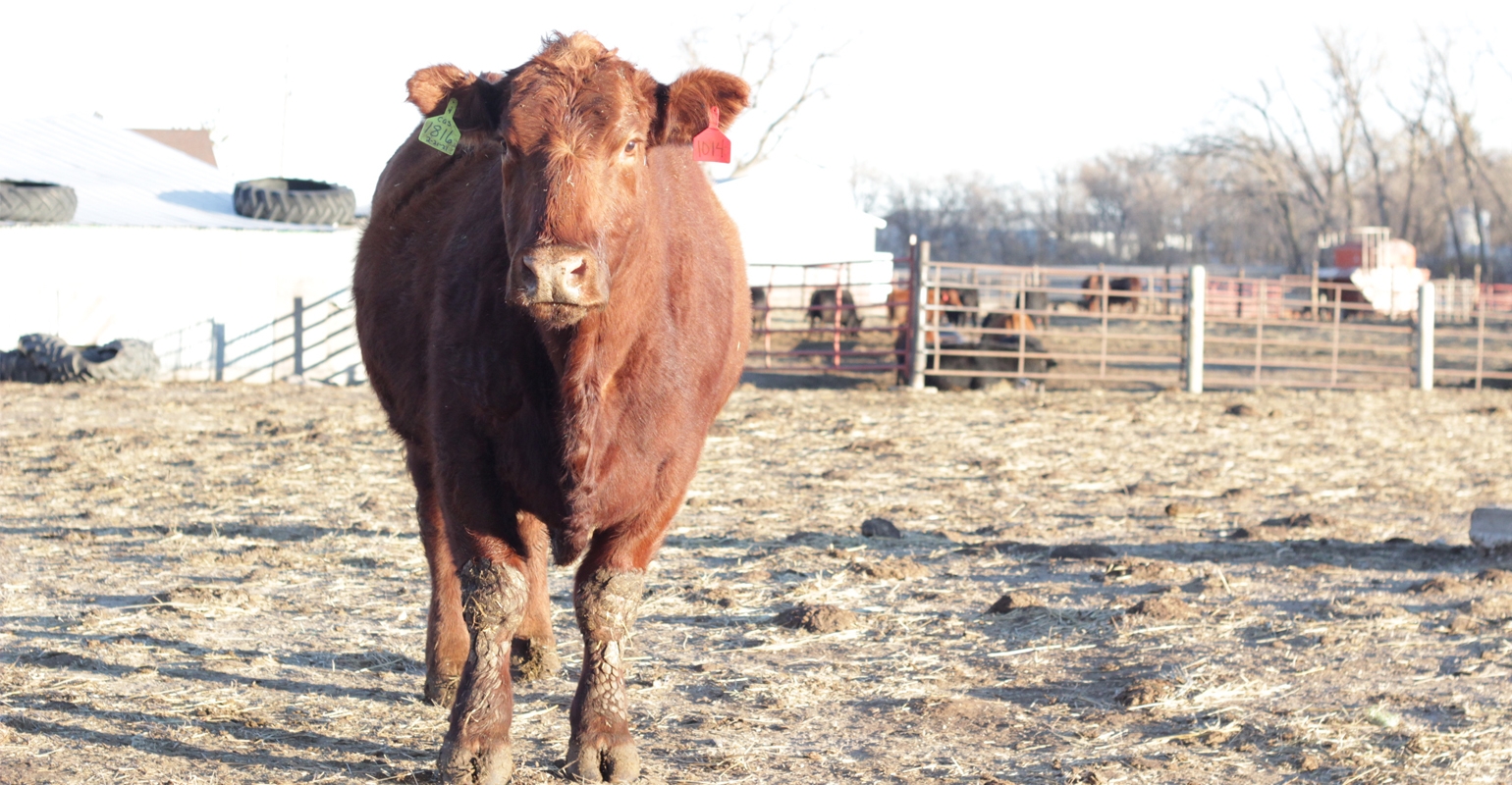 ND Stockmen launches virtual brand book