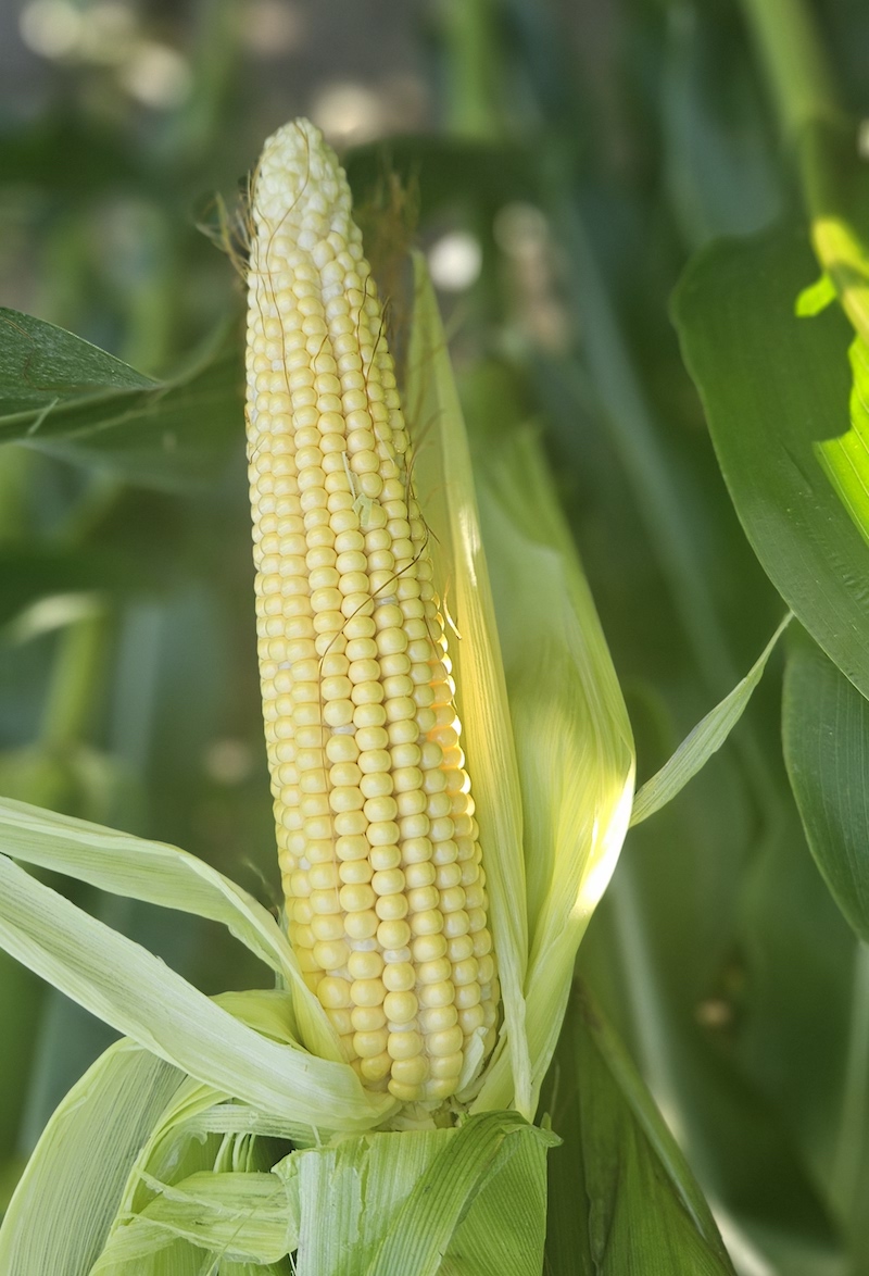 Spotty rains, increased pests top #Grow24 Week 8