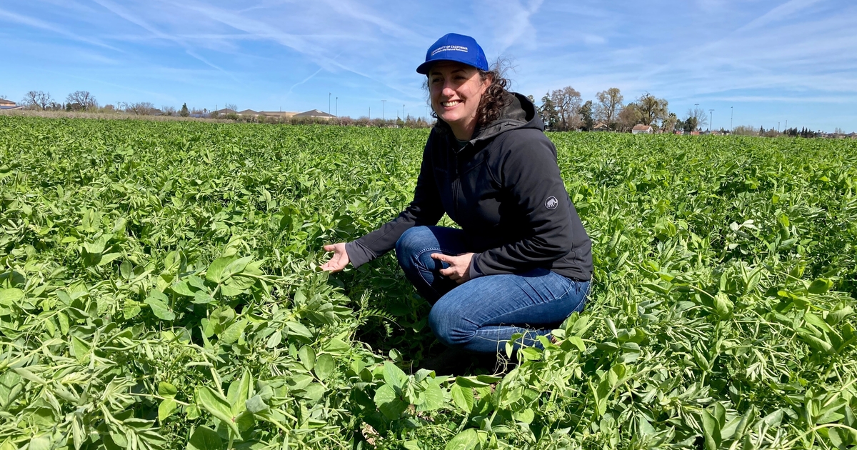 Cover crops’ benefits may justify water use Cover crops’ benefits may justify water use