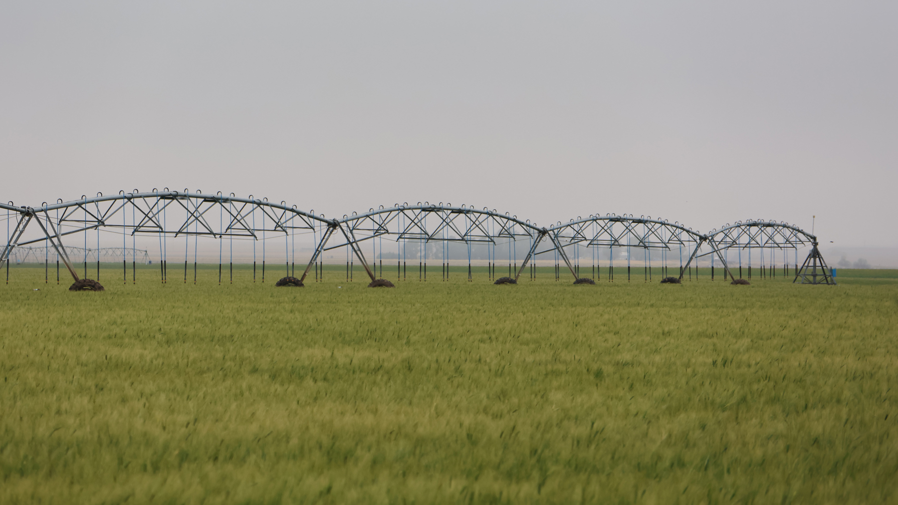 Could winter durum be your most profitable wheat crop yet?