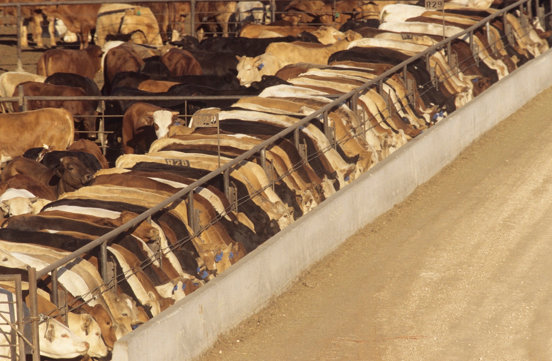 Looking ahead to '24: Beef cow slaughter and herd culling