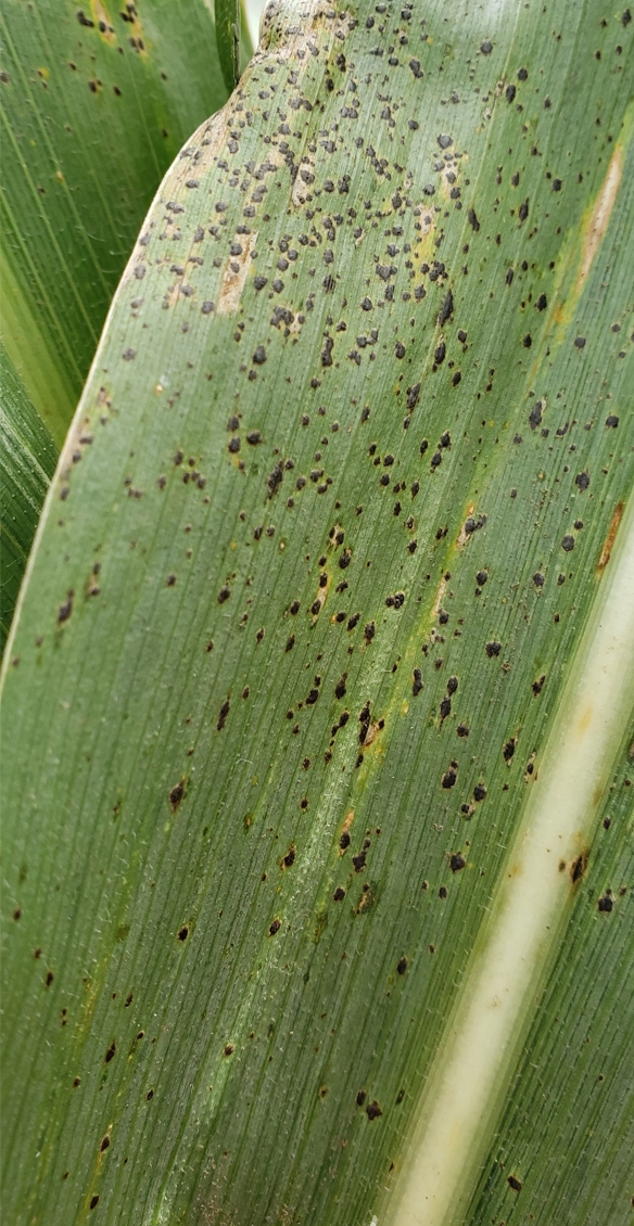 Lowdown on tar spot in Nebraska