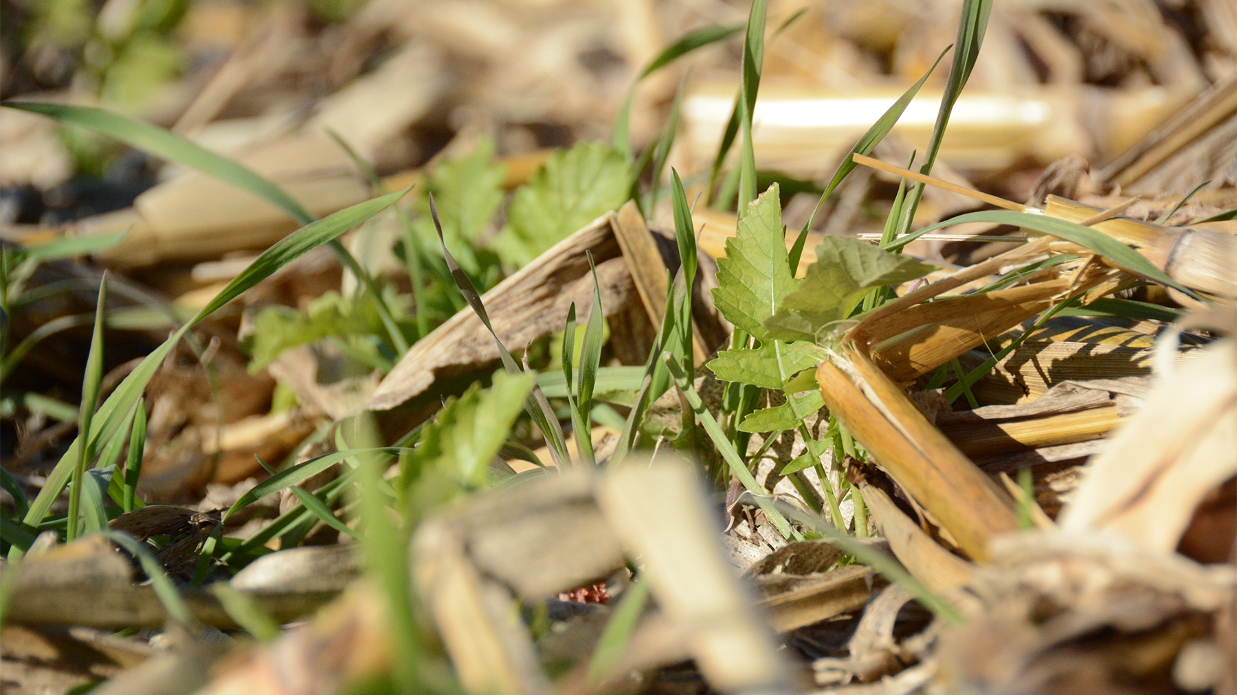 IDOA rolls out cover crop direct payments