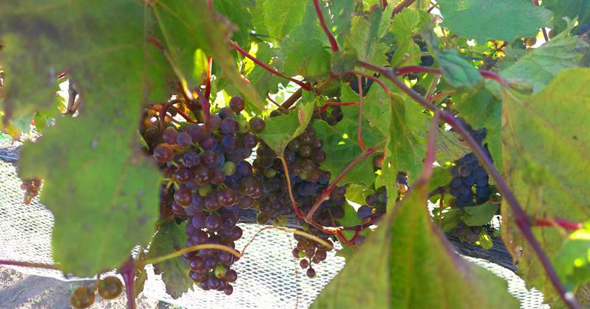 New cold hardy grapes being developed in North Dakota