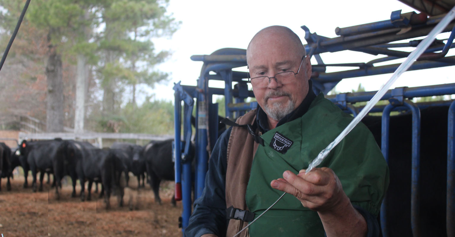 Raising reliable recipient cows