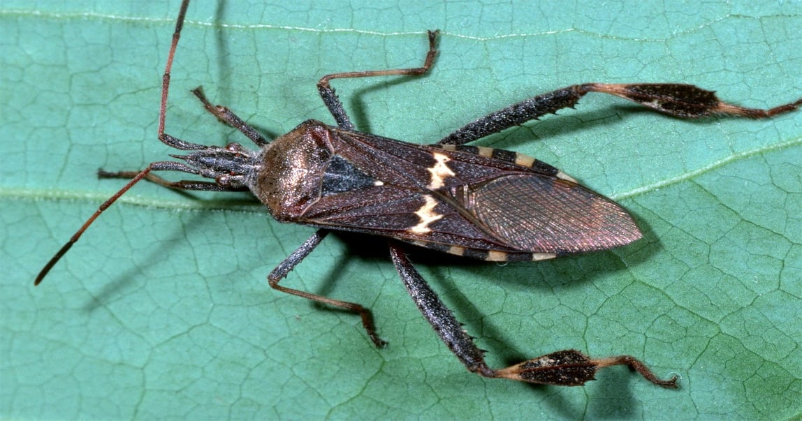 Leaf Footed Bug On Leaf Footed Bug | Bohart Museum Of Entomology