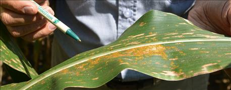 Why do people believe test weight is important in corn?