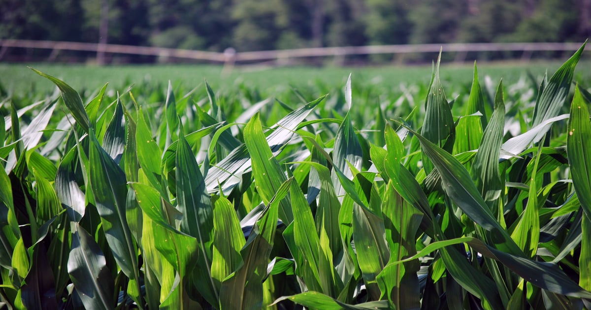 Study: North Carolina’s lack of refuge acres putting Bt corn at risk