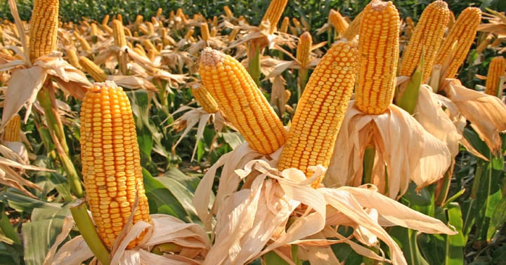 New path to corn smut resistance | Farm Progress