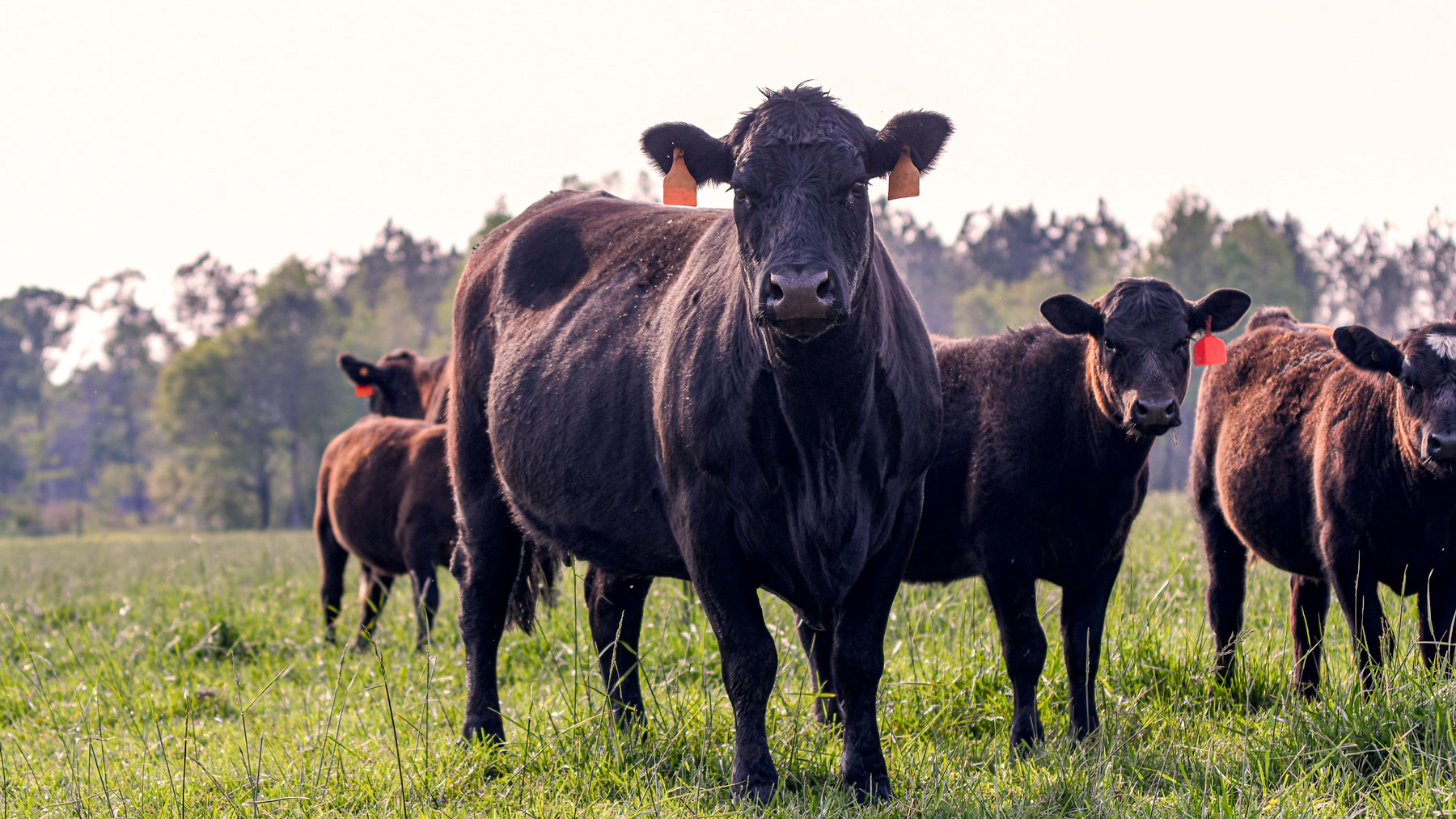 Record cattle prices, improved beef quality trends impact farmers