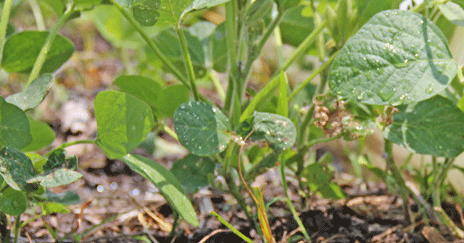 Three-cornered alfalfa hoppers hitting Alabama soybeans | Farm Progress
