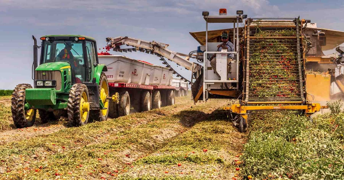 So far, so good for California processing tomatoes