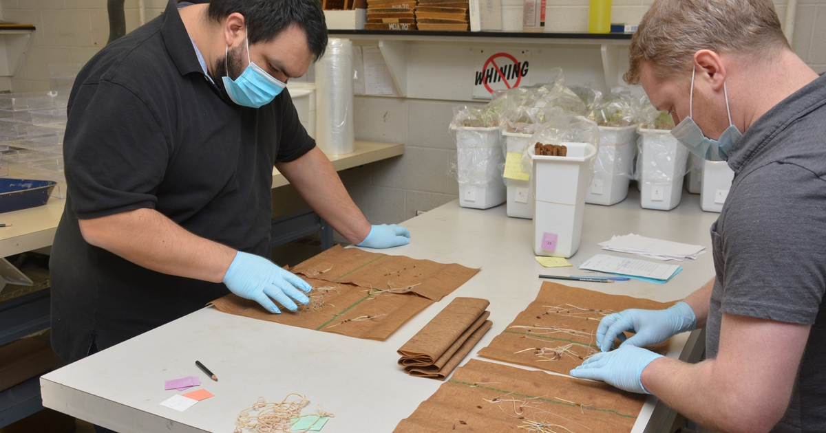 Good sampling leads to good seed testing results