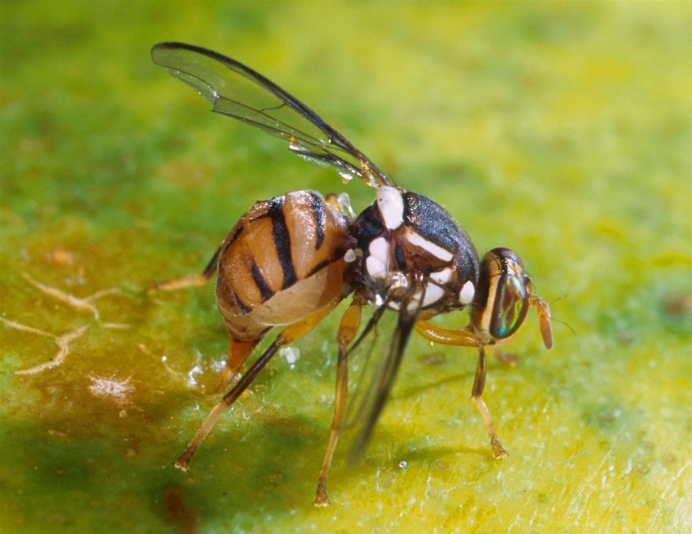 Oriental fruit fly found in Los Angeles County